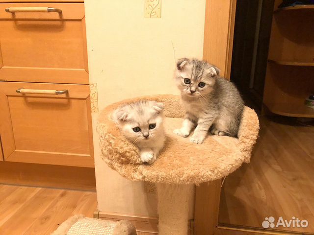 Шотландские котята
