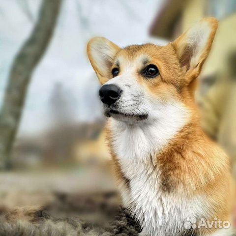 Девочка Вельш Корги Пемброк