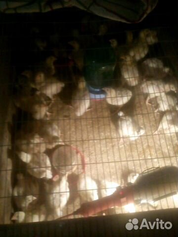 Бройлеры кобб 500