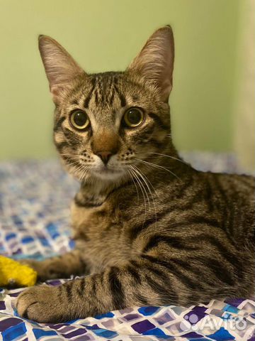 Тигренок Сэм ждет маму