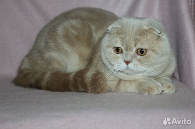 Кремовая мраморная шотладская кошка