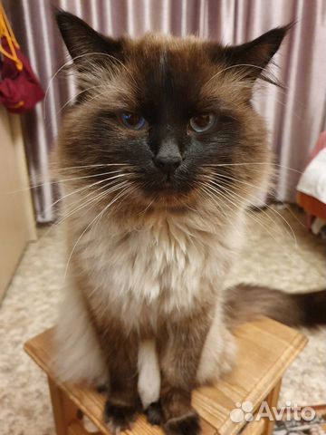 Вязка, невский маскарадный кот