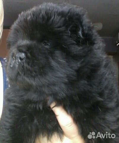 Щенки Чау-чау