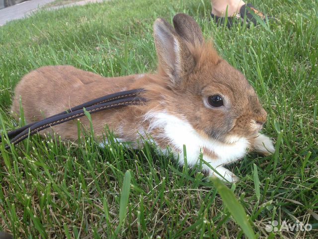 Отдаю кролика в добрые руки