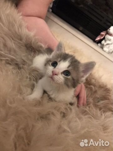 Котята ищут дом