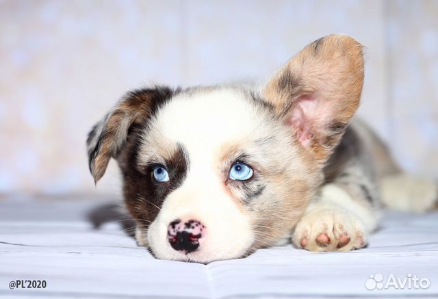 Замечательная девочка Вельш Корги Кардиган