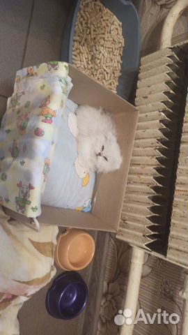 Котенок шотландский фолд
