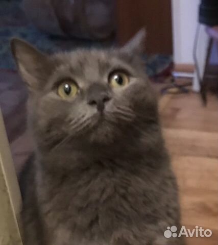 Кошка серая