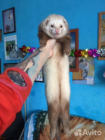 Хорек на вязку