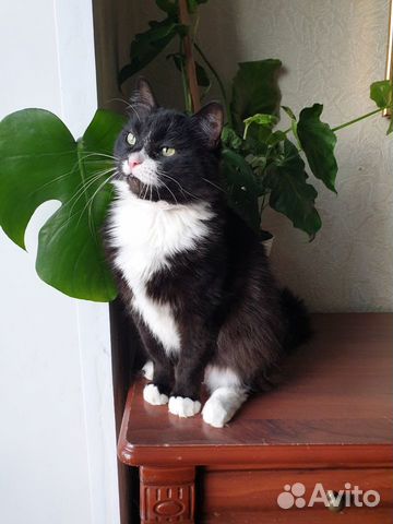 Кошечке нужен дом