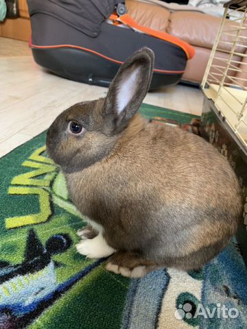Карликовый нидерландский кролик