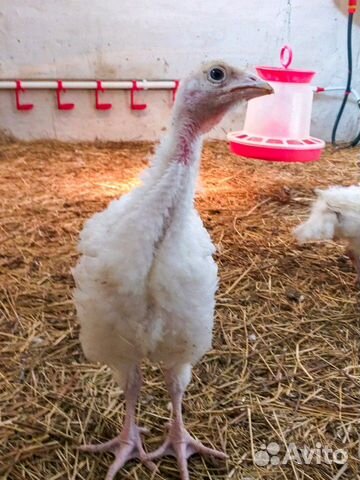 Месячные индюшата мясной породы Биг-6