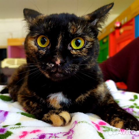 Кошечка Лори, 1 го (из приюта)