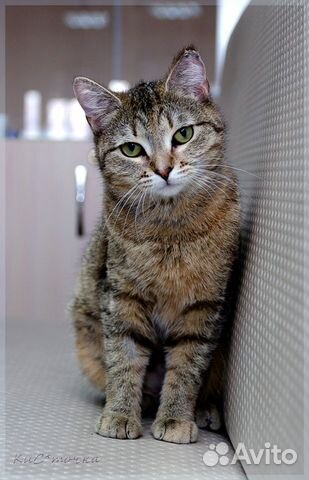 Ласковая кошка Рысёна ищет дом