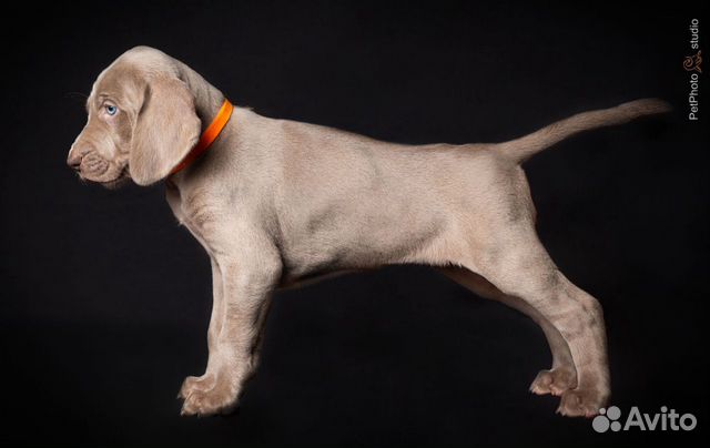 Предлагаются к продаже чудесные щенки веймаранера
