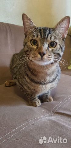 Котёнок Цезарь 8 мес ищет дом