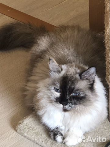 Невская маскарадная