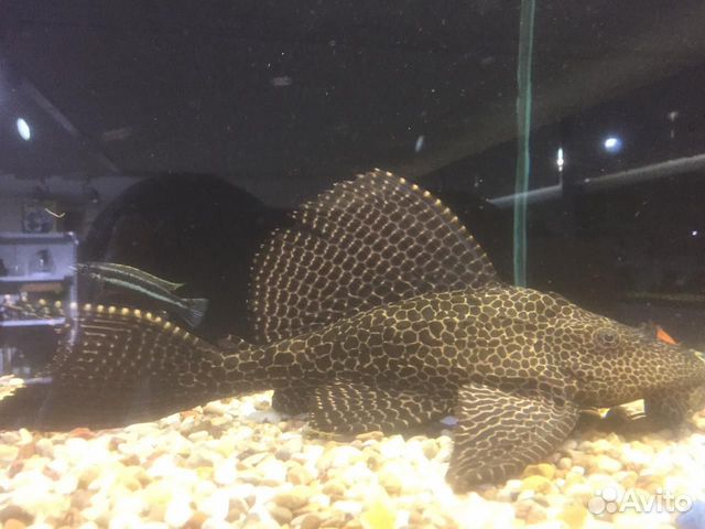 Птерегаплихт парчевый