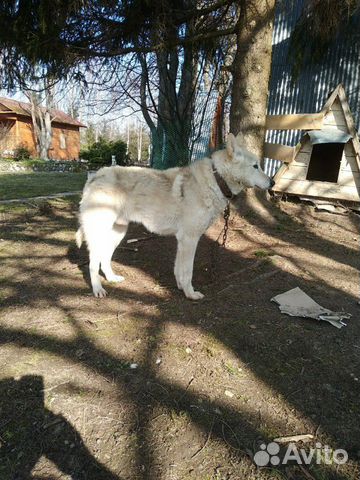 Собака, охотничья лайка