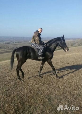 Жеребец английской породы