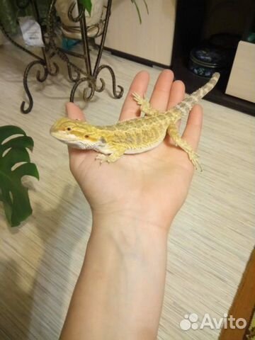 Бородатая агама