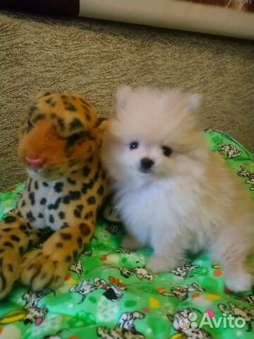 Щенки шпица