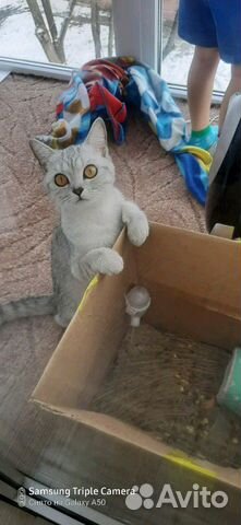 Кошка