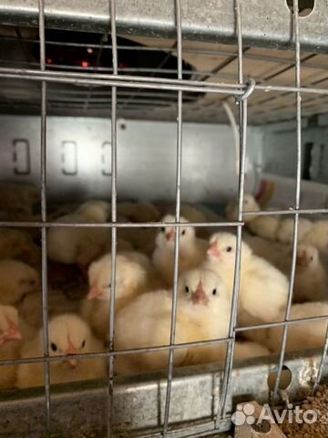 Цыплята бройлера, родились 2409