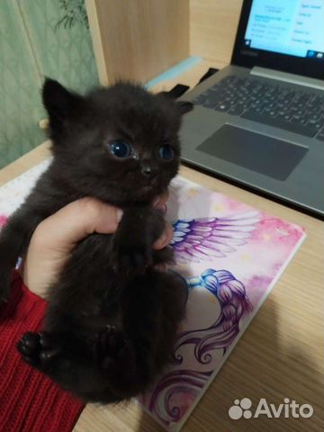 Котята метисы