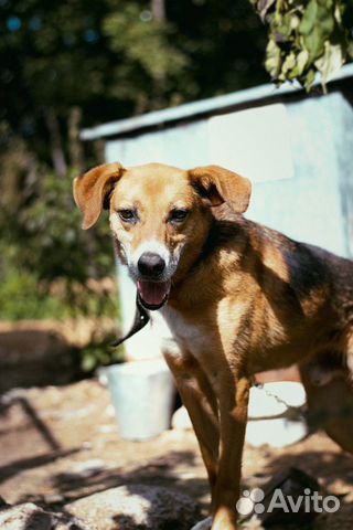 Шикарный пёс Абрикос в добрые руки