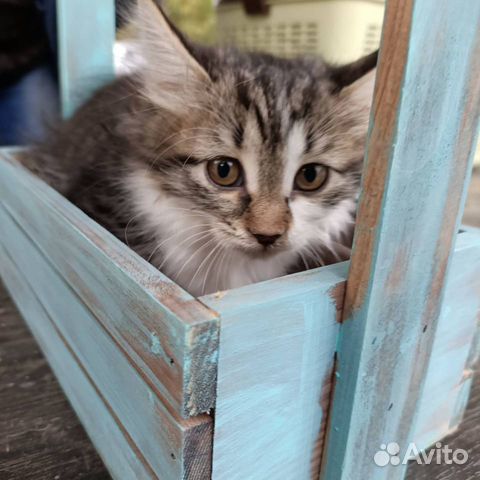 Котейки в добрые руки