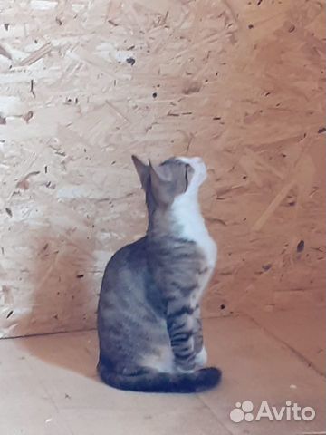 Котята близнецы