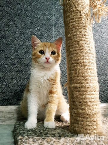 Котёнок Рокси