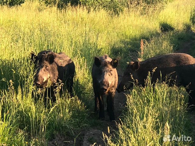 Кабан, мясо кабана