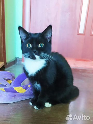 Котёнок британских кровей