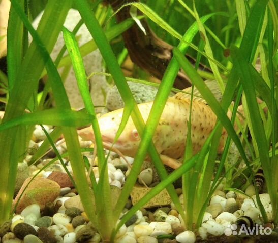 Рыбки аквариумные