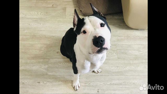 Вязка Американский Стаффордширский терьер