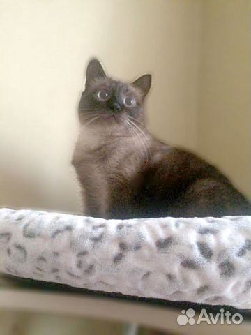 Кошечку в добрые руки в связи с переездом