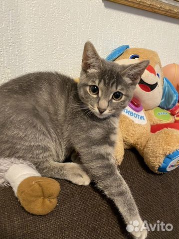 Кошка
