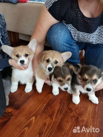 Вельш-корги