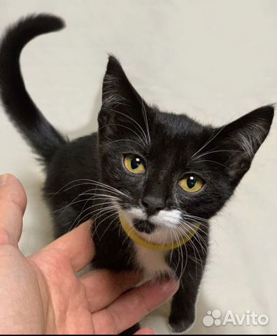 Котёнок Маркиза Лика 3 месяца в добрые руки