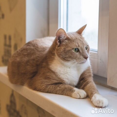 Кошка