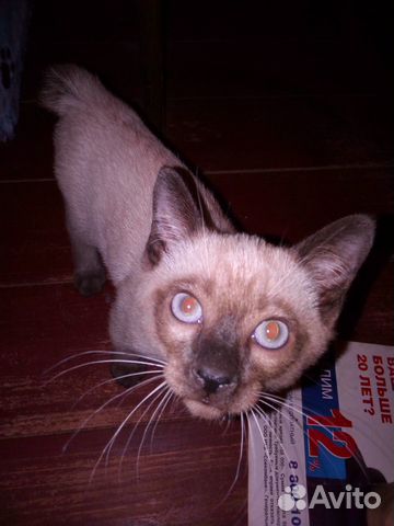 Котик бобтейл тайский