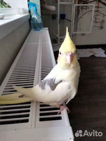 Птенец кореллы (мальчик)