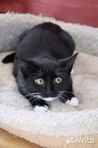 Котенок - девочка