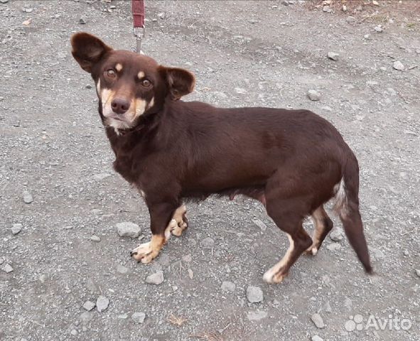 Милка в добрые руки