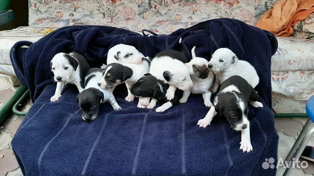 Раздам щенков
