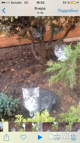 Котята от Лечащей кошечки-крысоловки