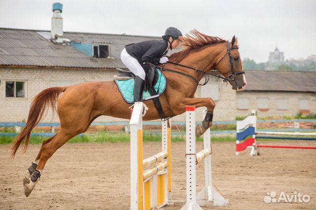 Продам буденновского жеребца