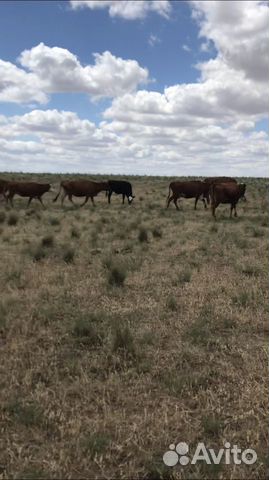 Коровы и телки